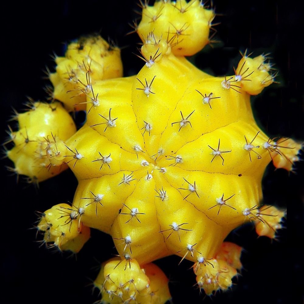 Yellow Moon Cactus - Plantzone