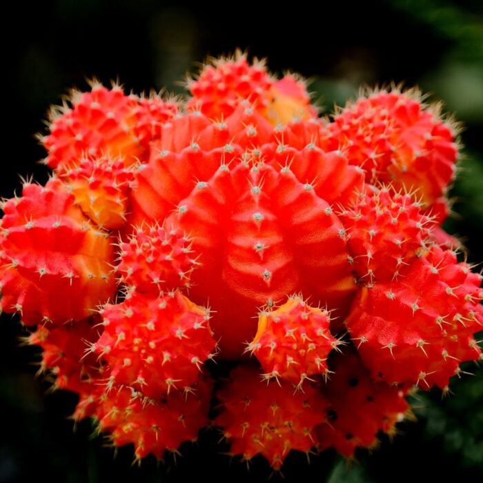 Orange Moon Cactus - Plantzone