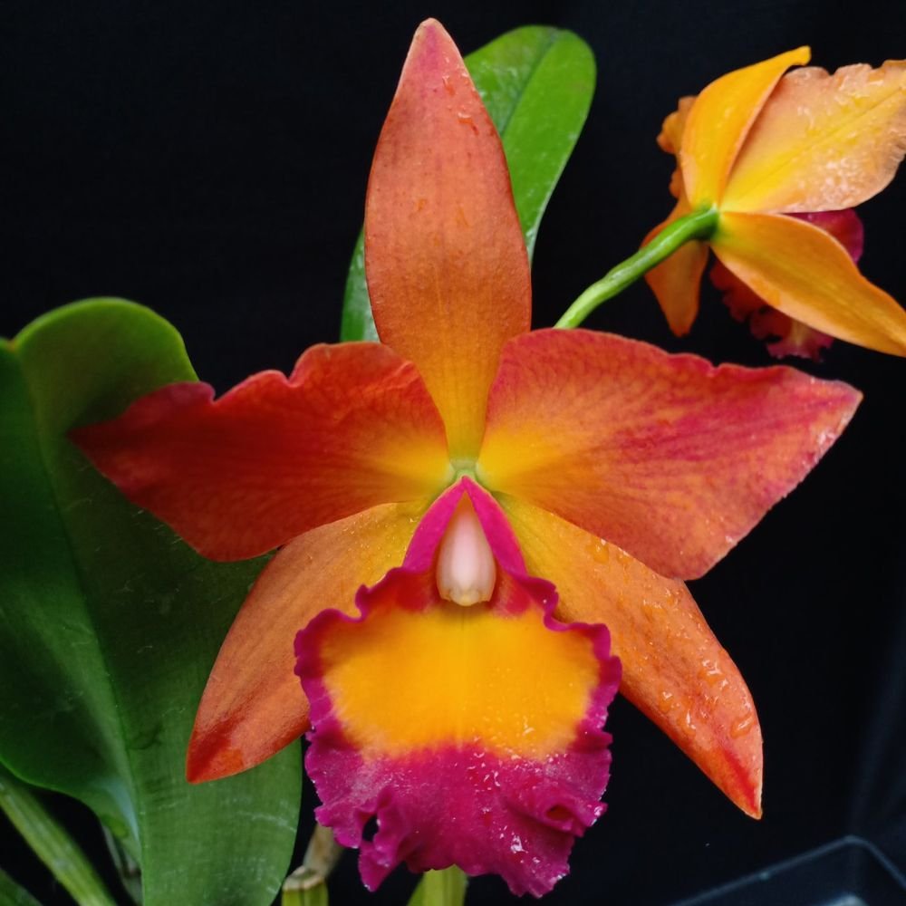Lc. Color Guard 'Magic Color' - Plantzone