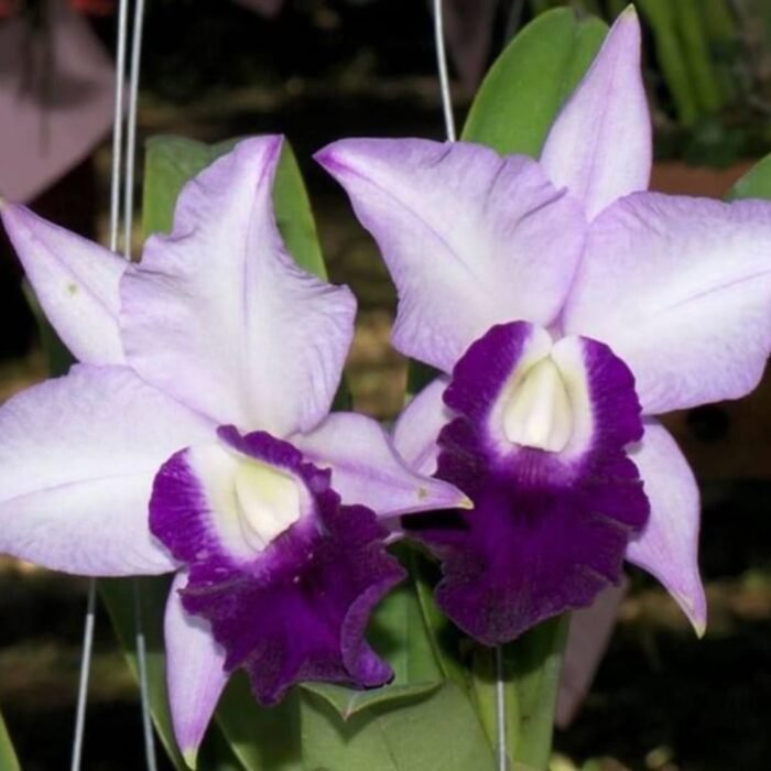 Cattleya Memoria Robert Straight 'Blue Hawaii' - Plantzone