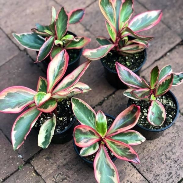 Peperomia clusiifolia jelly variegated pink edge - Plantzon