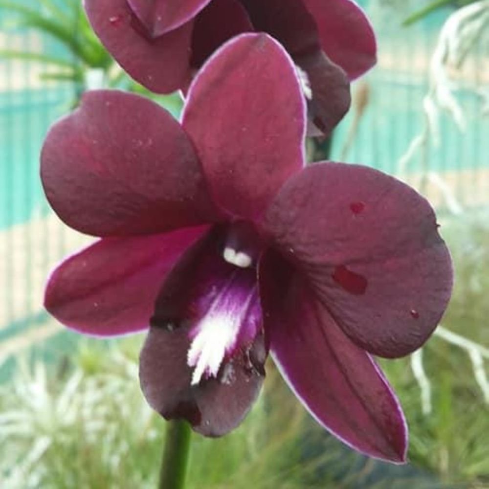 Dendrobium Red Dragon Orchid - Plantzone