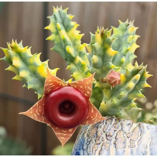 Huernia zebrina variegata cactus - Plantzone