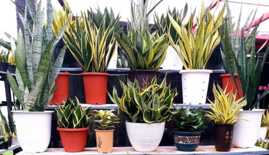 The Ultimate Guide to Snake Plant (Sansevieria) Care - Plantzone