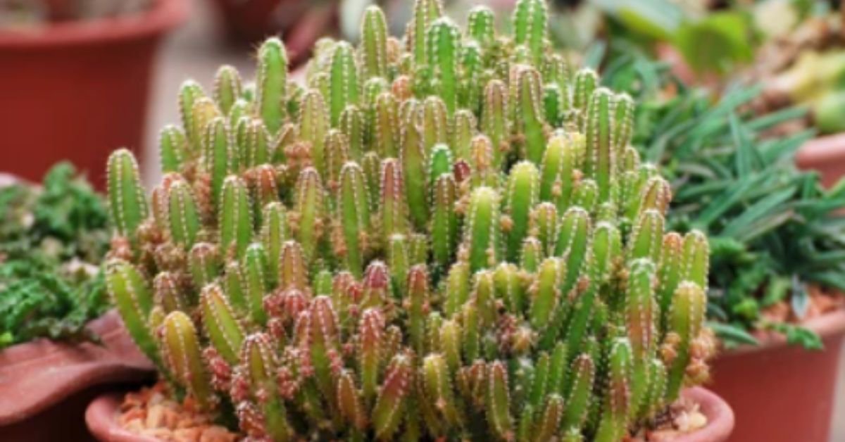 Grow And How to Take Care Fairy Castle Cactus - Plantzone