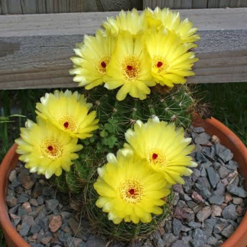 Indiana Head Cactus (Parodia ottonis) - Plantzone