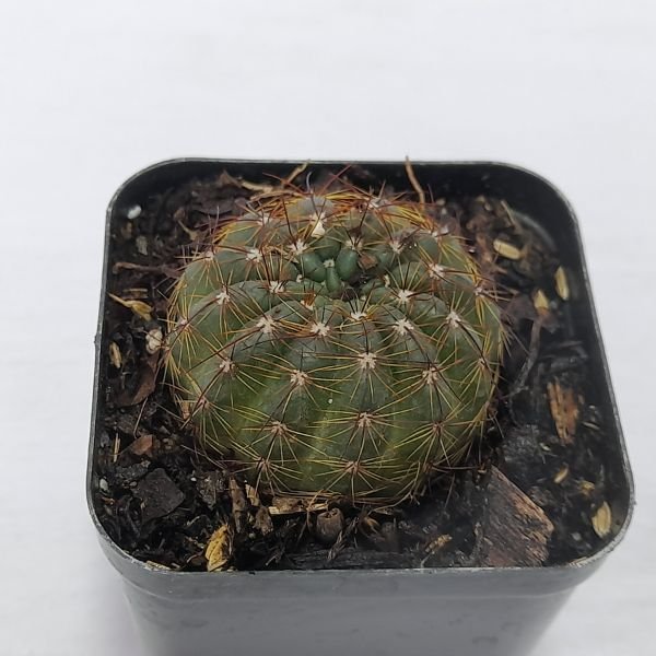 Indiana Head Cactus (Parodia ottonis) - Plantzone