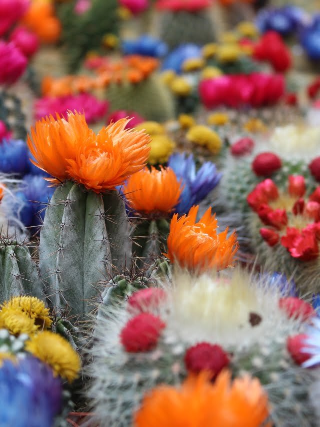 Top 10 Beautiful Cactus Available in plantzone - Plantzone